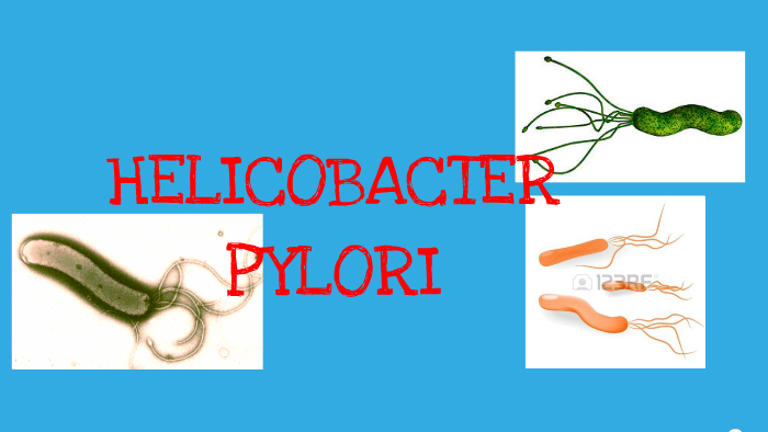 Identificación de Organismos Coliformes by javier campoverde on Prezi