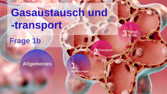 Gasaustausch und -transport by Chris Cyp on Prezi