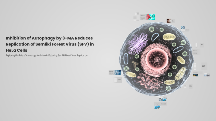 Inhibition of Autophagy by 3-MA Reduces Replication of Semliki Forest ...