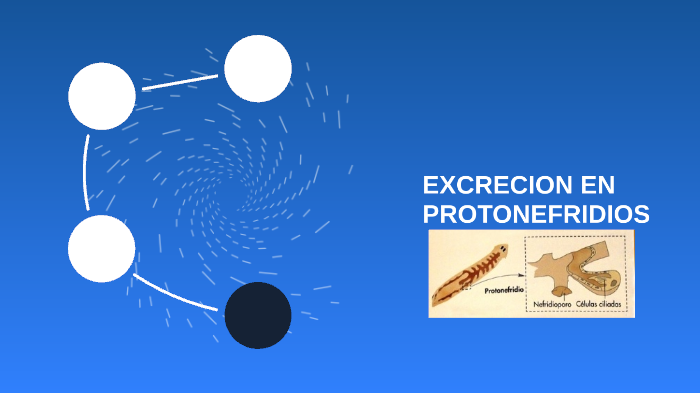 EXCRECION EN PROTONEFRIDIOS by maria camila plazas escobar on Prezi