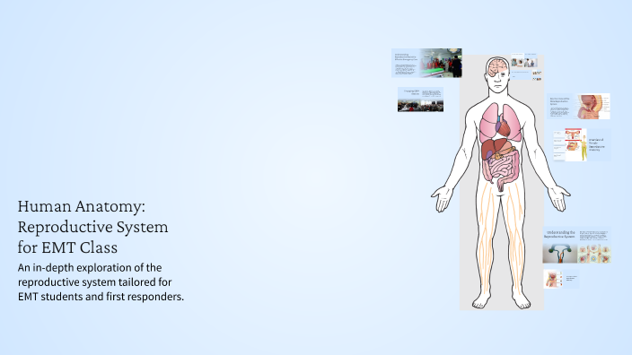 Human Anatomy: Reproductive System for EMT Class by Haley Welsch on Prezi
