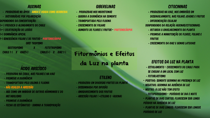 Os fitôrmonios; Efeito da luz na planta by Bruno Cavalcante on Prezi