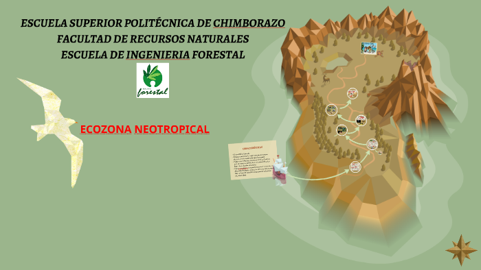 ECOZONA NEOTROPICAL by andreina sanchez on Prezi