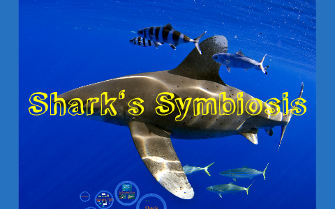 Symbiosis: SHARKS by Mark Shmaenok on Prezi