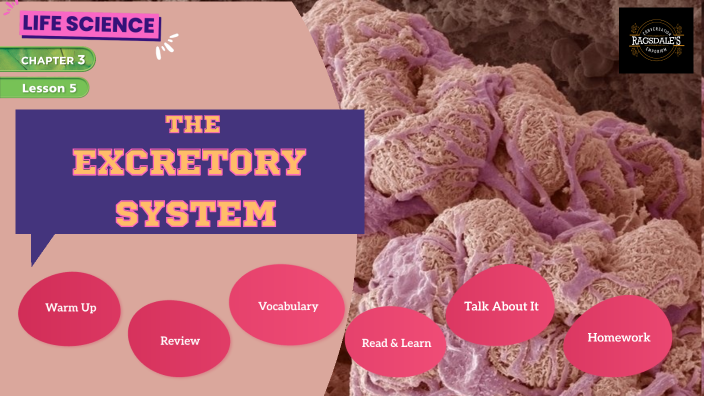 SCIG5 13 Chapter 3: Lesson 5 (The Excretory System) by Silasee Breath ...