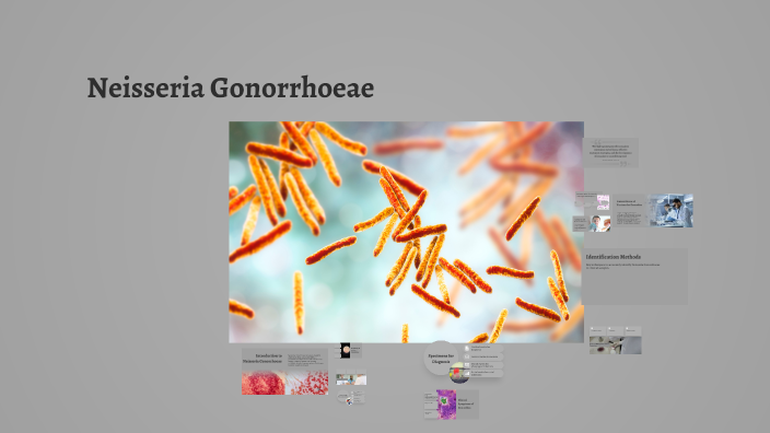 Understanding Neisseria Gonorrhoeae: A Comprehensive Overview by Elisa ...