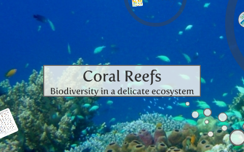Coral reefs biodiversity in a delicate ecosystem by Matthew Lawson on Prezi