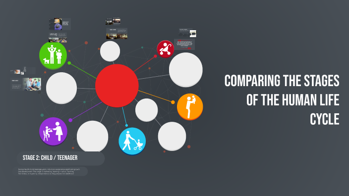 Comparing the Stages of the Human Life Cycle by Michelle Devine on Prezi