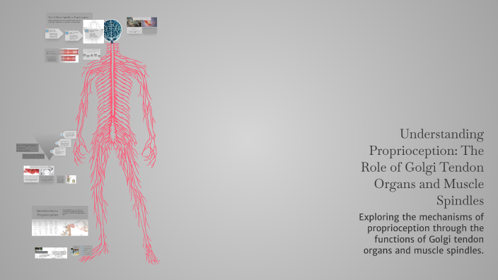 Understanding Proprioception: The Role of Golgi Tendon Organs and ...