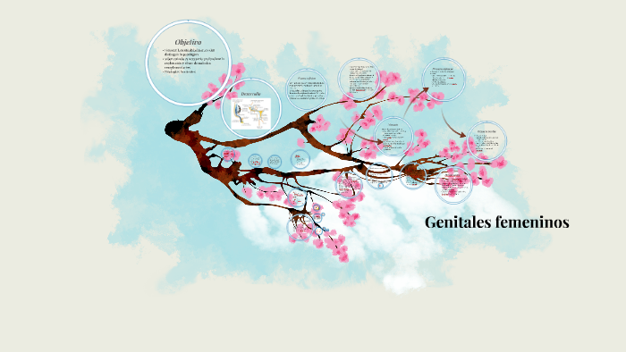 Genitales femeninos by leticia cueva morales on Prezi