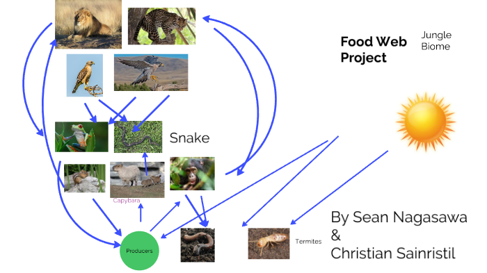 Food Web Project by LightningFade on Prezi