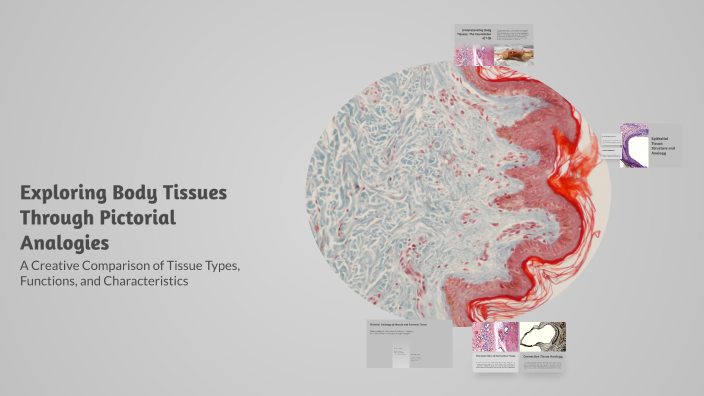 Exploring Body Tissues Through Pictorial Analogies by akissi dayato on ...