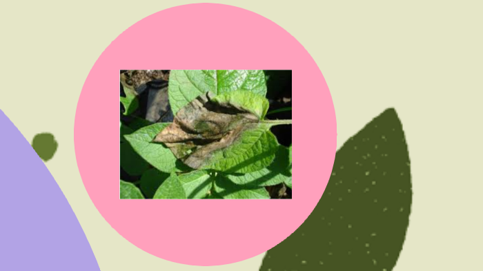 Diagnosing Plant Diseases By Rachel Propes