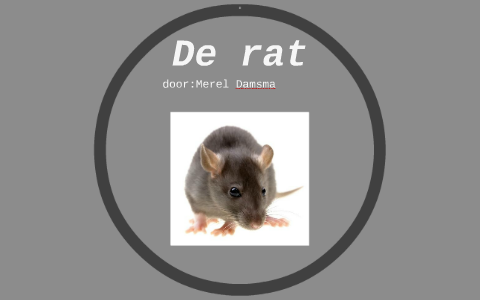 De rat by Merel Damsma on Prezi