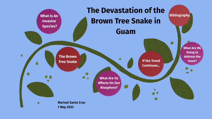 Brown Tree Snake Introduction in Guam by Marisol Santa Cruz on Prezi