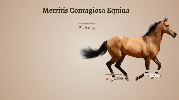 Metritis Contagiosa Equina by Juan Diego on Prezi