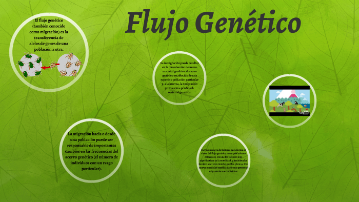 FLUJO GENETICO by nicolas garzon de la rosa on Prezi