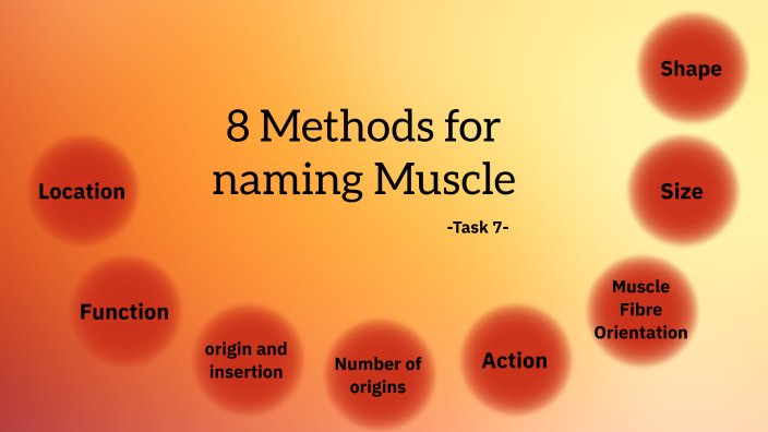 Naming Muscle by Madiha Anam on Prezi