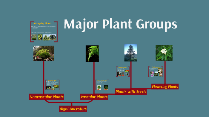 Major Plant Groups by Joel Hickey on Prezi