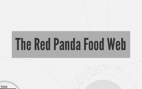 The Red Panda Food Web by Caroline Dres on Prezi