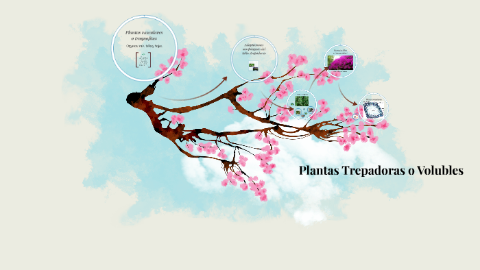 Plantas Trepadoras o Volubles by Lorena Belén on Prezi