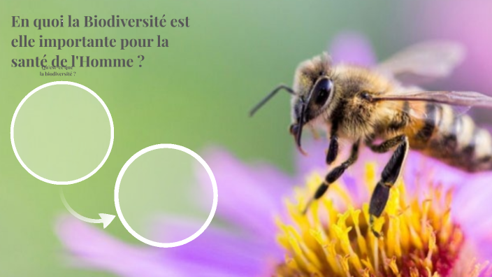 Valentin Adam et Maël Christory 3°B by Maël Christory on Prezi