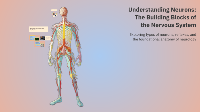 Understanding Neurons: The Building Blocks of the Nervous System by ...