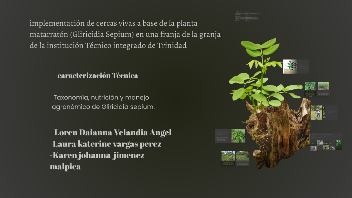 Caracterización Técnica de Mata Ratón (Gliricidia sepium) by Loren ...