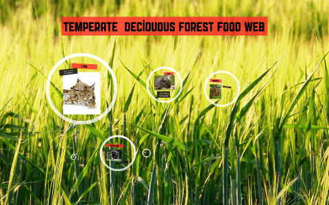 Temperate deciduous forest food web by brea koep