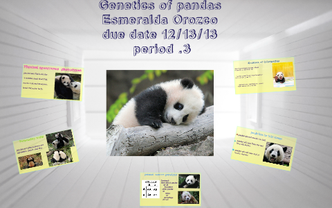 Genetics of pandas by on Prezi