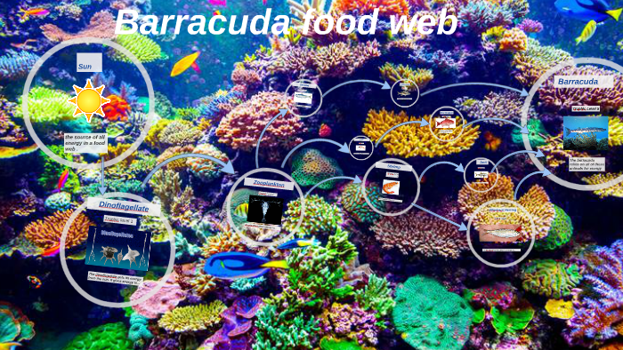 Barracuda Food web by hannah garza