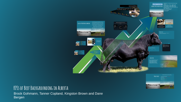 KPIs of Beef Backgrounding in Alberta by Brock Gohmann on Prezi