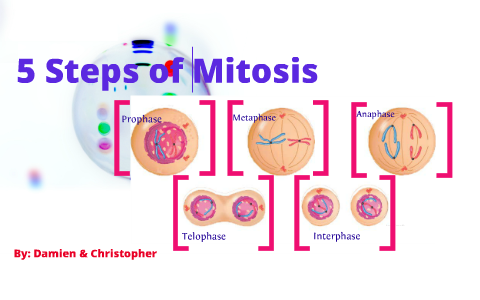 5 Steps of Mitosis by Damien Butler on Prezi