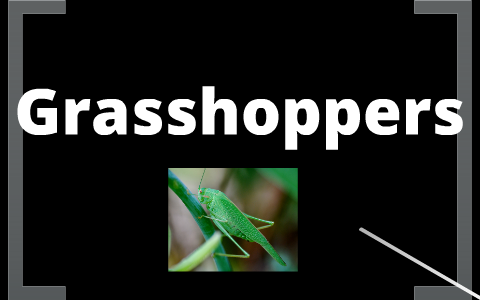 Grasshopper Presentation by Cole Ragsdale on Prezi