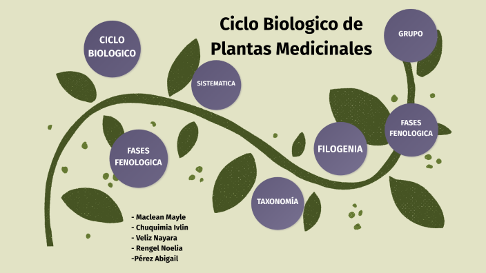 CICLO BIOLOGICO by Ivlin Chuquimia on Prezi