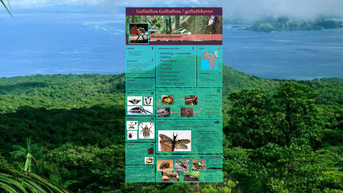 Goliathus Goliathus / goliathkever by Ise Vyncke on Prezi