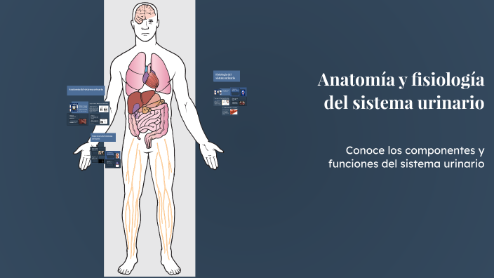 Anatomía y fisiología del sistema urinario by alejandro higuita on Prezi