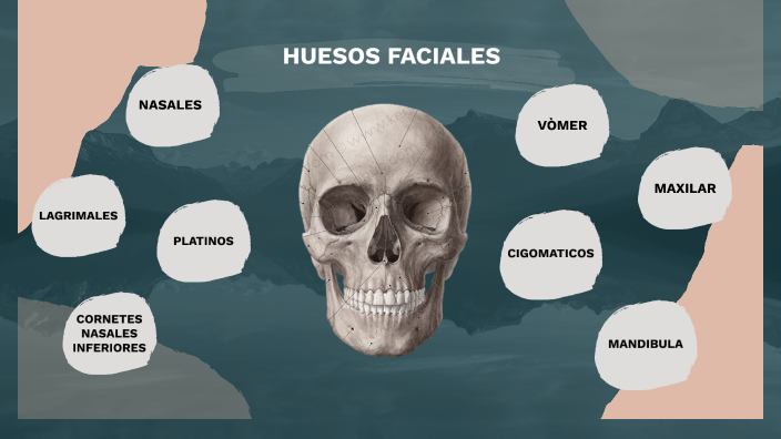 HUESOS FACIALES by Anatomia Grupo on Prezi