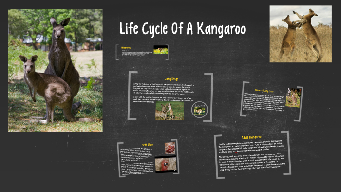Life Cycle Of A Kangaroo by Hayley Eastland on Prezi