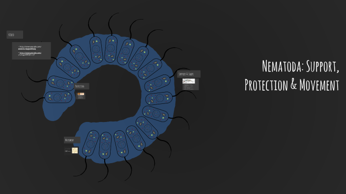 Nematoda: Support, Protection & Movement by Harleen Kaur on Prezi