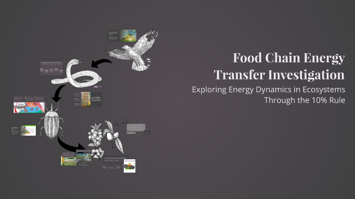 Food Chain Energy Transfer Investigation by Jacob Knipp on Prezi
