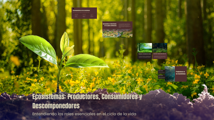 Ecosistemas: Productores, Consumidores y Descomponedores by Tc0_Marlon ...