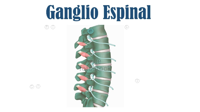 ganglio espinal by carolina peña porras on Prezi