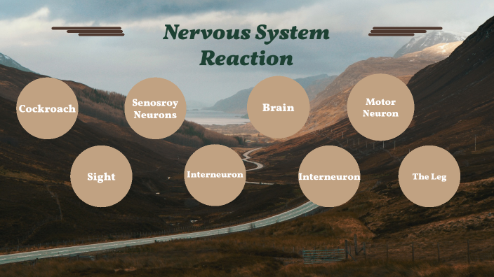 Nervous System Reaction by Emily Smith 25 on Prezi