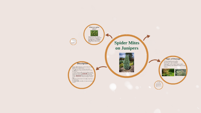 Spider Mites on Junipers by Victor Mercuri on Prezi