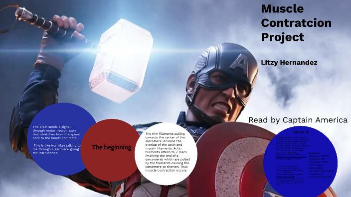 Muscle Contraction Project by Litzy Hernandez on Prezi