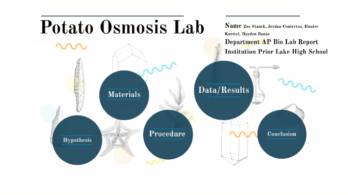 Potato Osmosis Lab by Zoe Stanek on Prezi