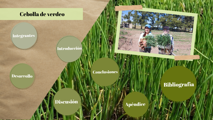 Cebolla de verdeo by Guadalupe Palomeque on Prezi