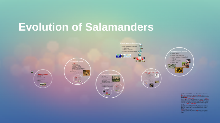 Evolution of Salamanders by Allison A on Prezi