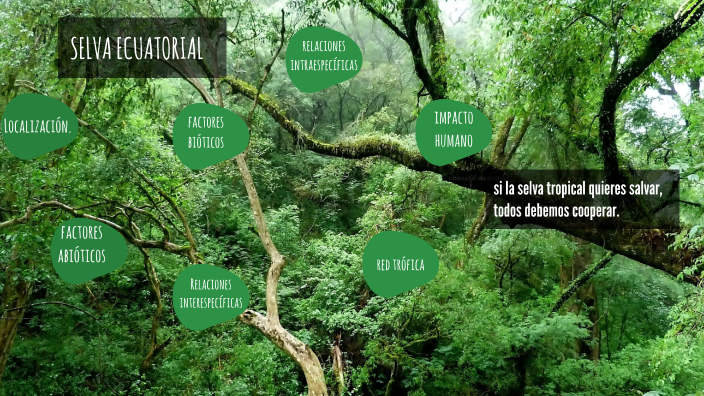 selva ecuatorial by elena ordoñez on Prezi